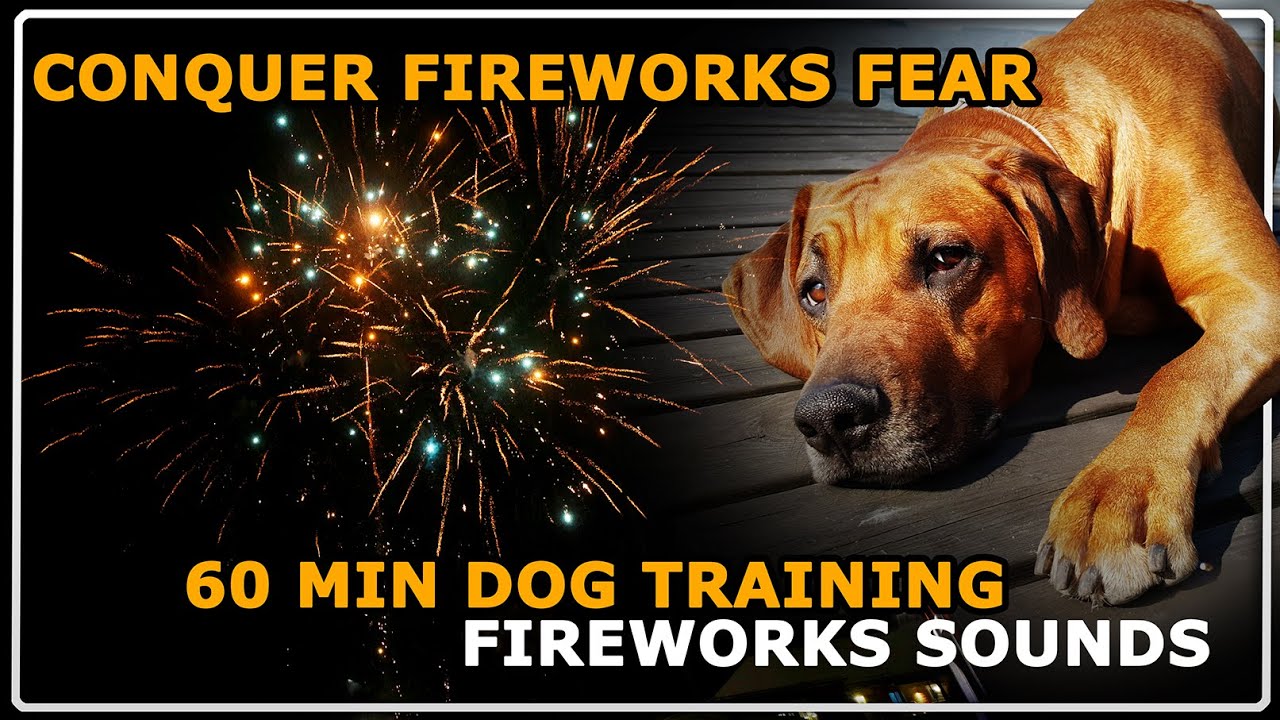 Fireworks Training for Dogs: Help Your Pet Overcome Fireworks Anxiety ...